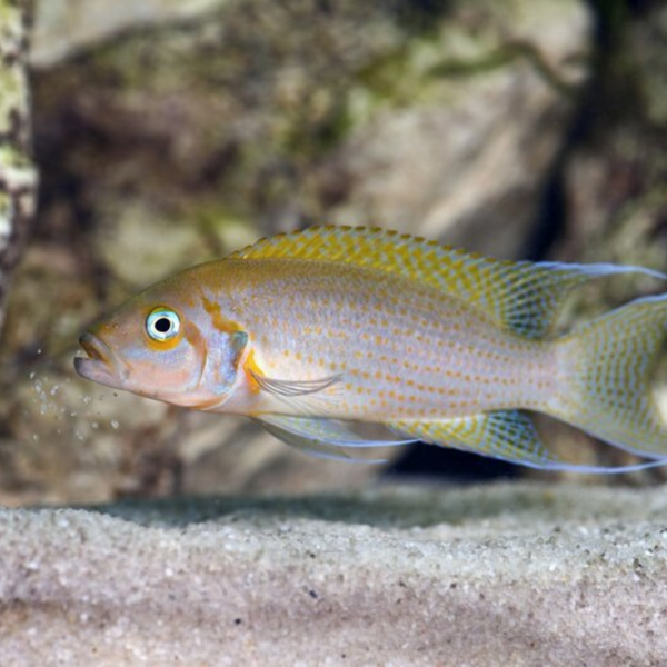 Dara (250gm to 500gm ) – My Store