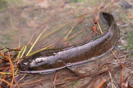 Sauri Fish – My Store