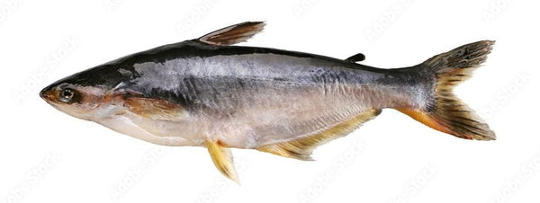 Pyasi (1kg ) – My Store